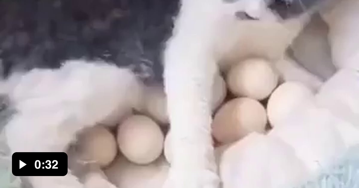 Egg incubator and chicken mom too - 9GAG