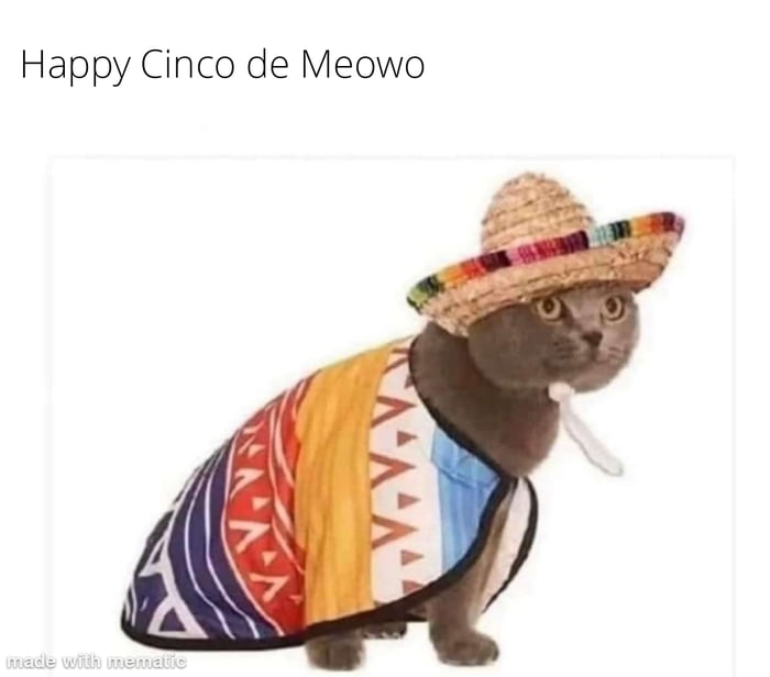 Happy Cinco de Meowo - 9GAG