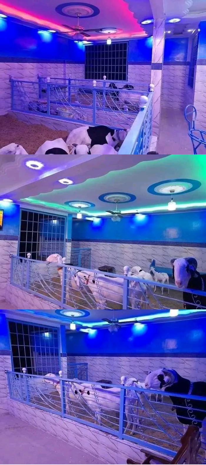 One sheep, two sheep living better than most 9gaggers - 9GAG