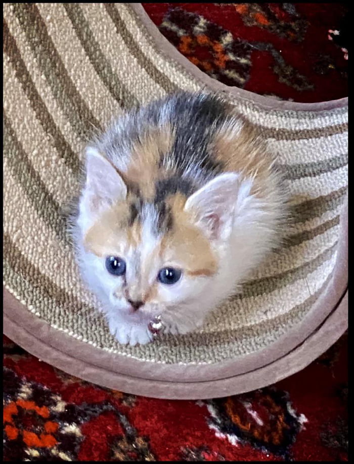 Wee Kitty Kalie - 9GAG