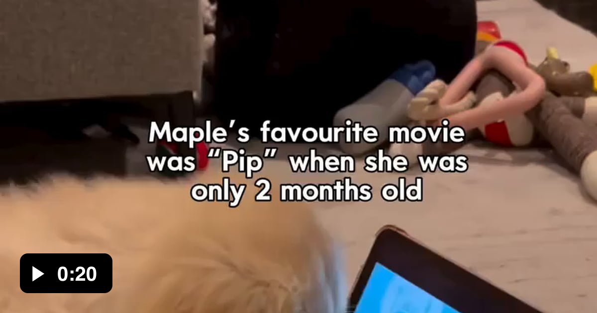 Maple loves watching Pip - 9GAG