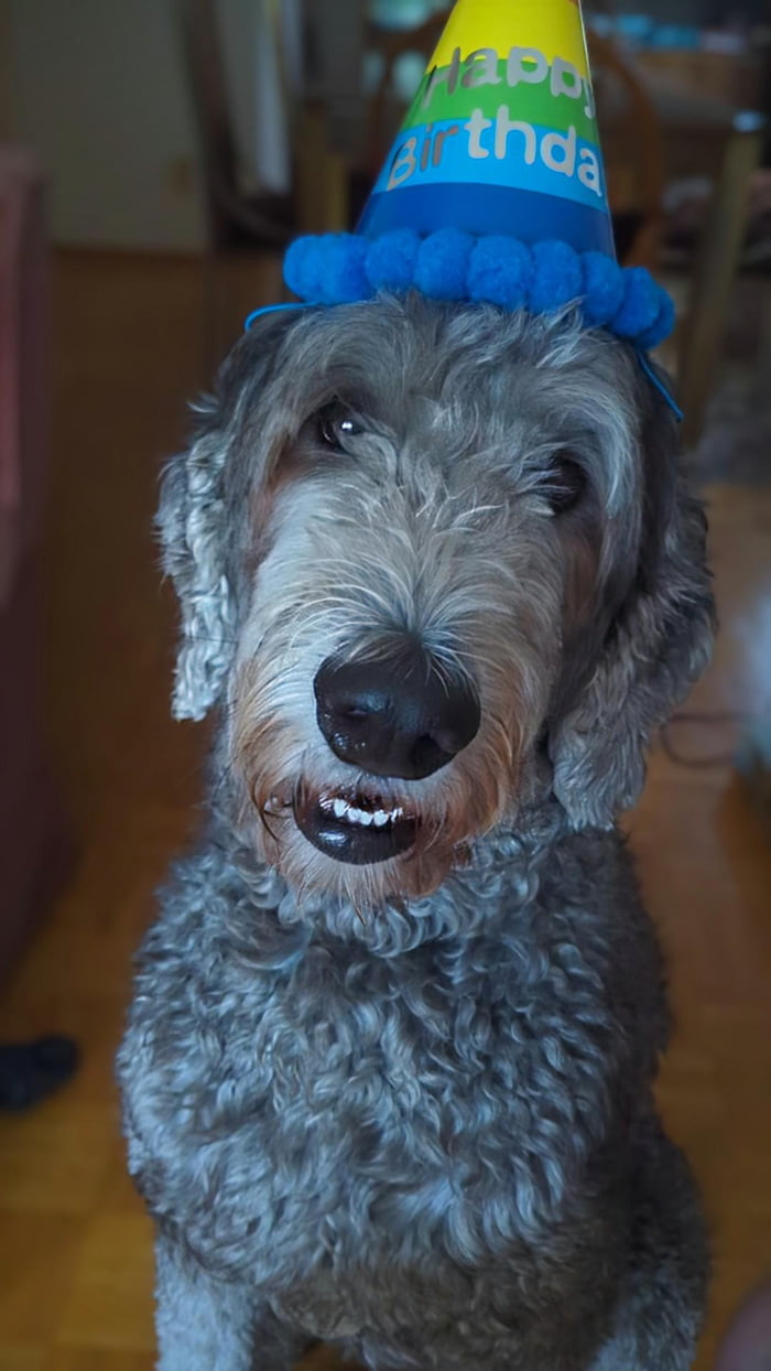 Bruce turned 3 today HAPPY BIRTHDAY - 9GAG