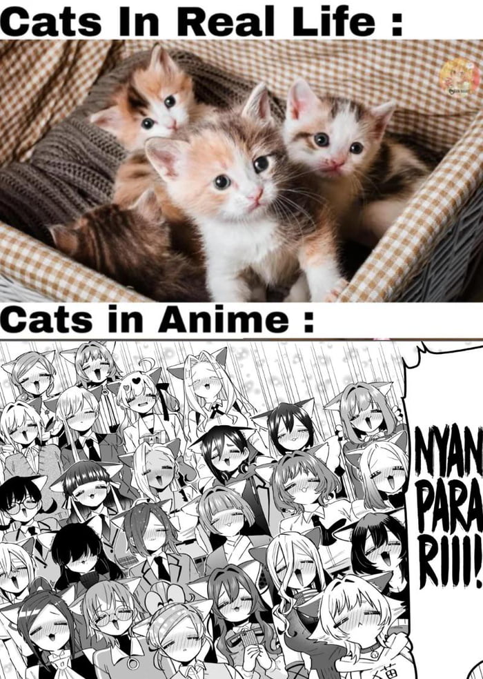 Cats vs “Cats” - 9GAG