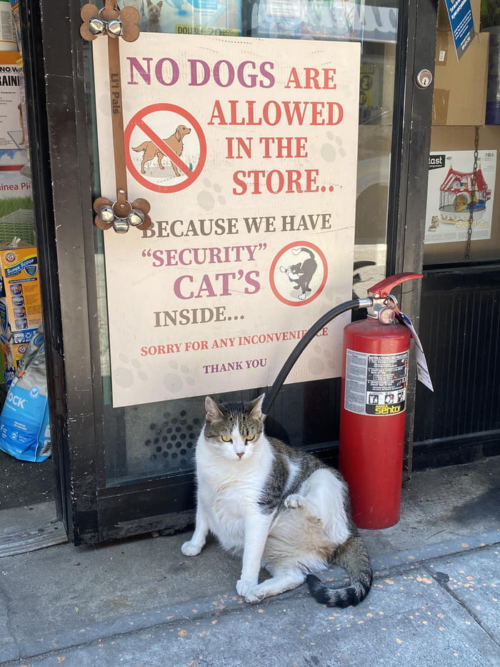 We have security cat - 9GAG