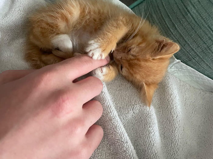 Meet Dexter Morgan. Extra smol for 8 weeks. - 9GAG