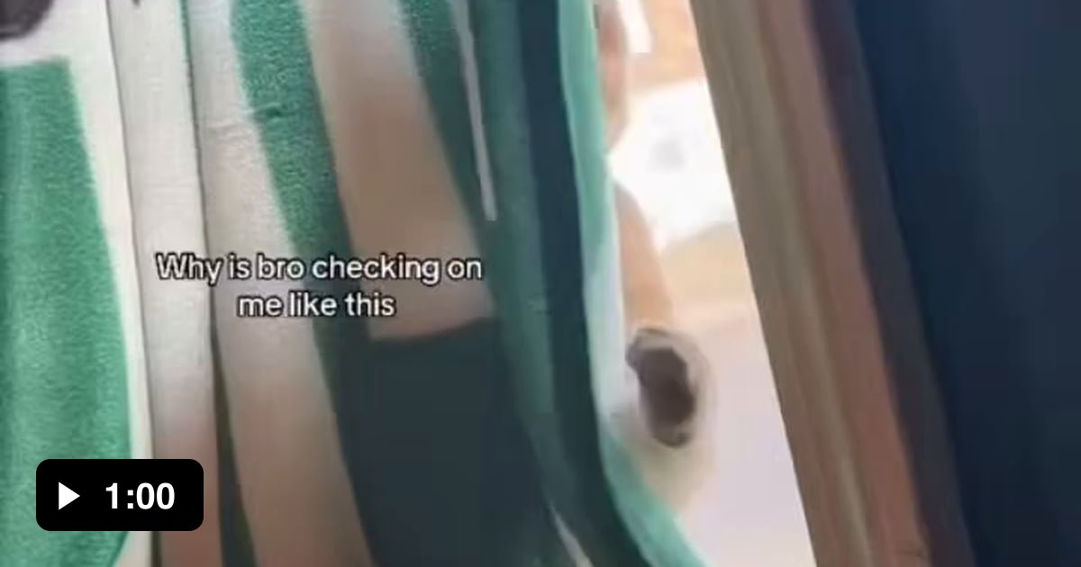 CIA - cat intelligence agency - 9GAG