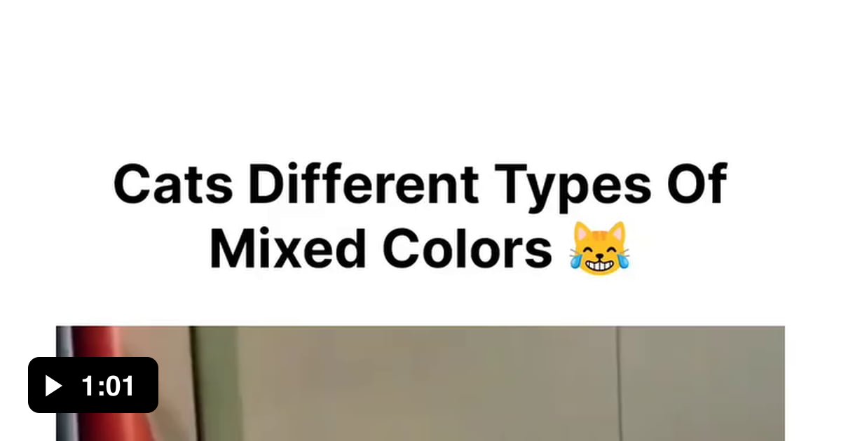 Funny looking cats - 9GAG