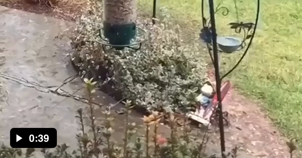 Squirrel carousel - 9GAG