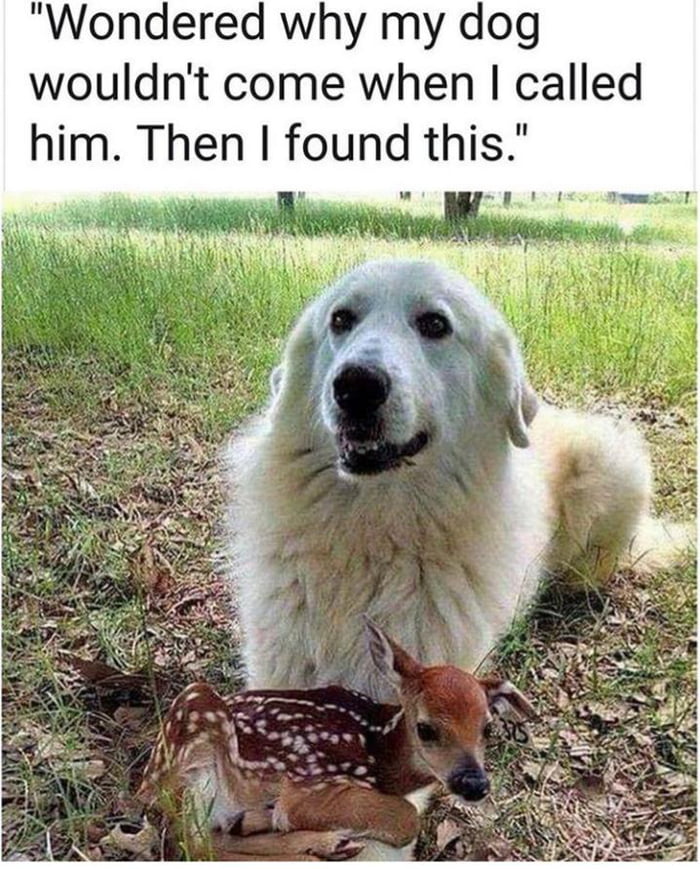 Deer and dog - 9GAG Deer and dog - 9GAG