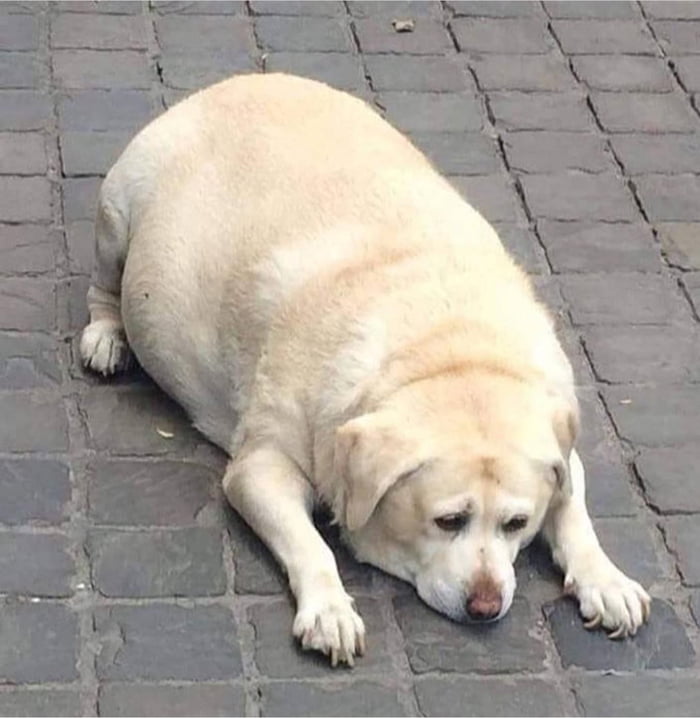 Me this valentine's day.. sad fat and lying on floor - 9GAG