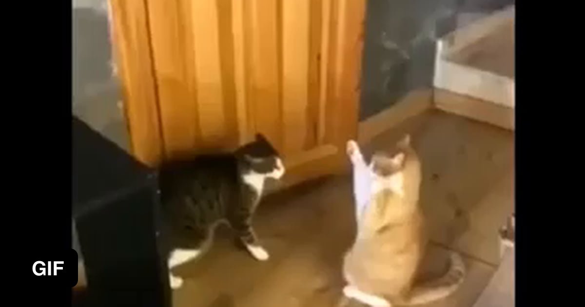 The magic paw touch! - 9GAG