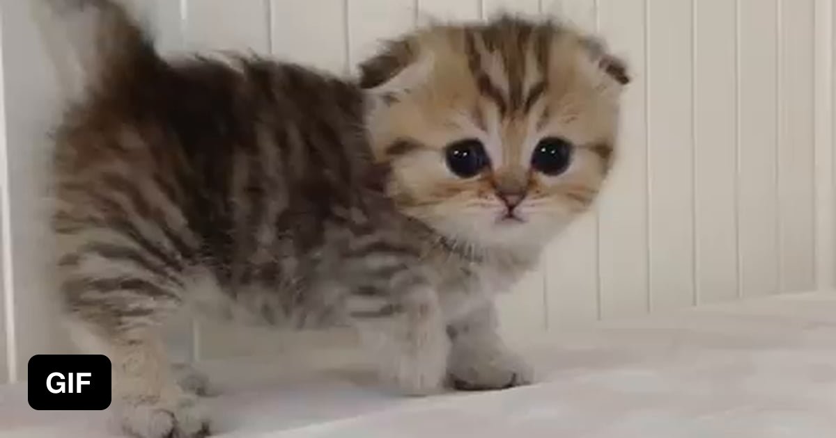 Kitten waddling into your heart - 9GAG