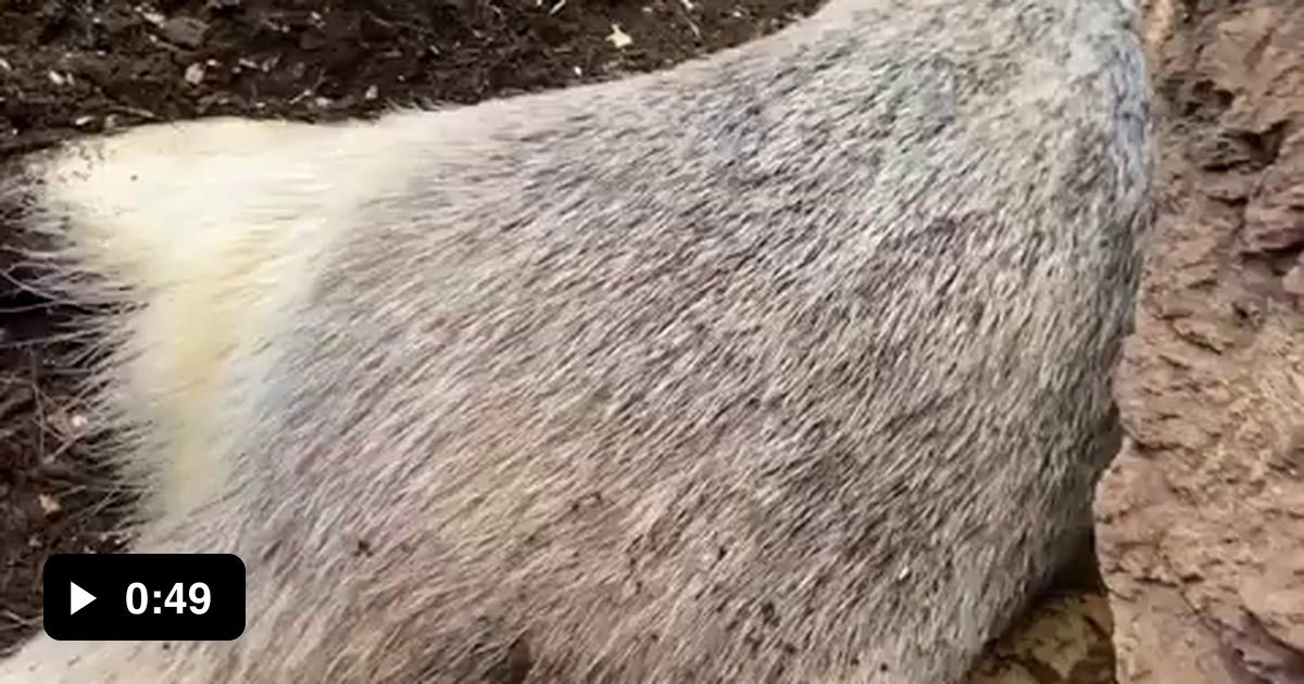 Silly anteater (tamandua) - 9GAG