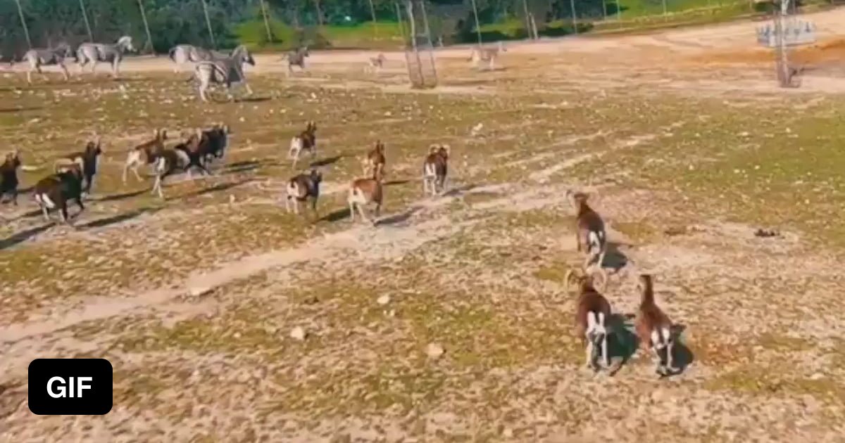 A goat drop kicking a drone - 9GAG