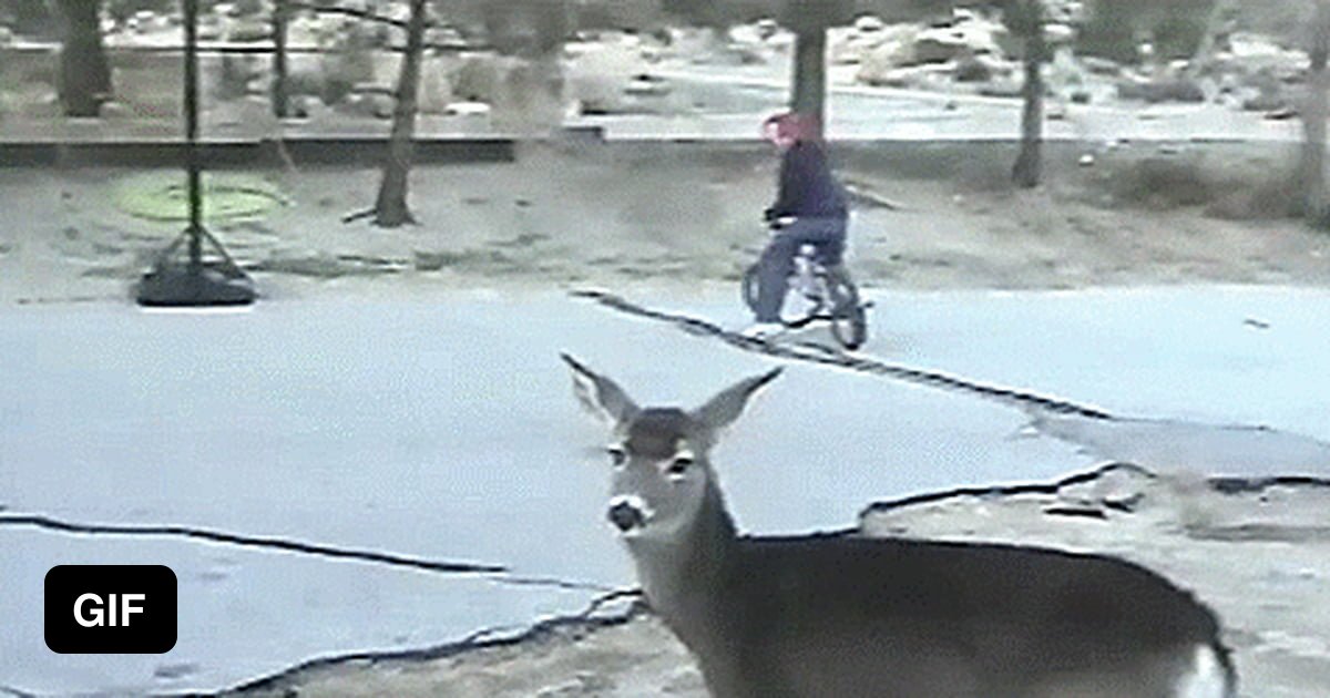 Deer attacks kid riding a bike - 9GAG