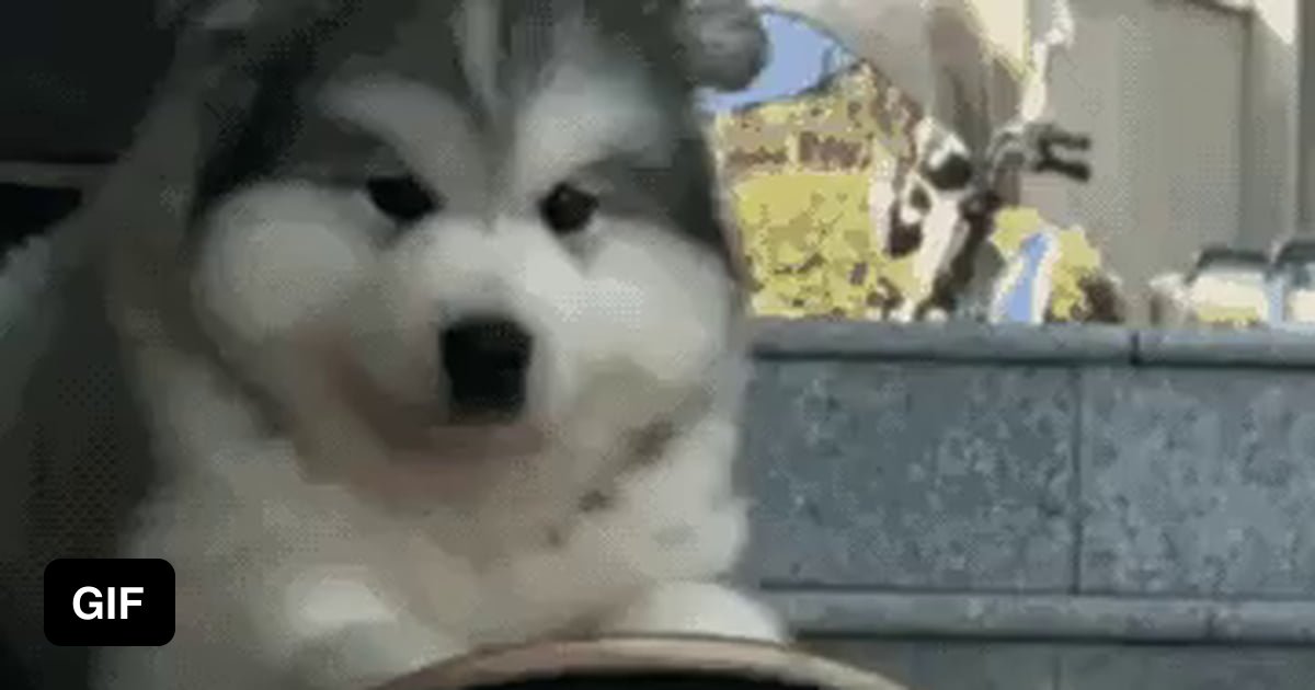 Hey! It's me floof - 9GAG