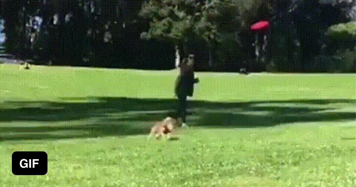 Perfect catch and camera look - 9GAG