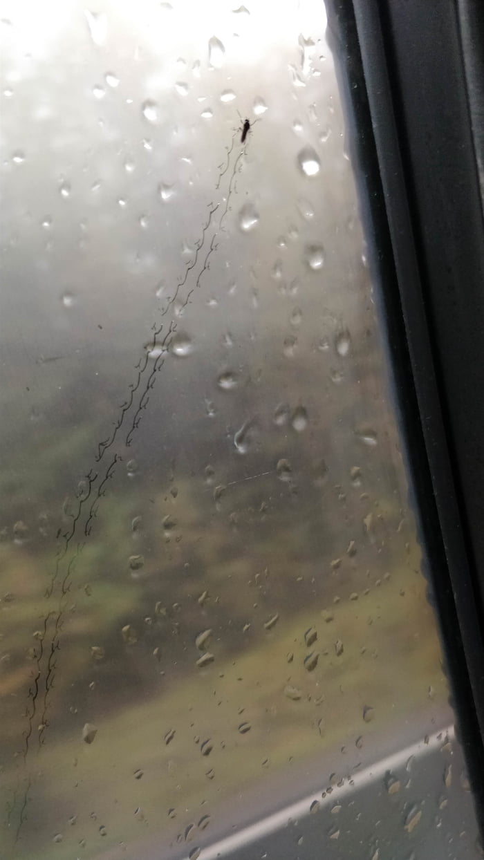 This bug is leaving footprints on foggy car window - 9GAG