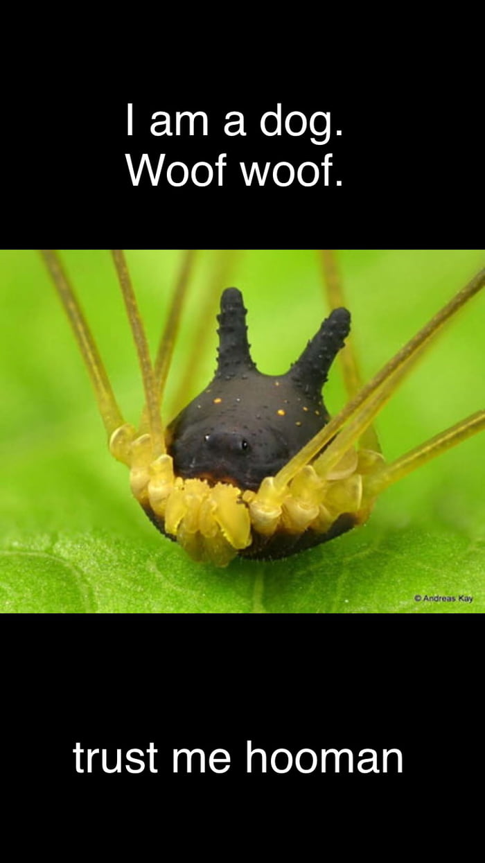 Disguise = 100 - 9GAG