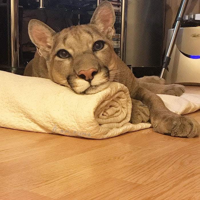 A Russian couple “adopted” a cougar from a zoo in russia - 9GAG