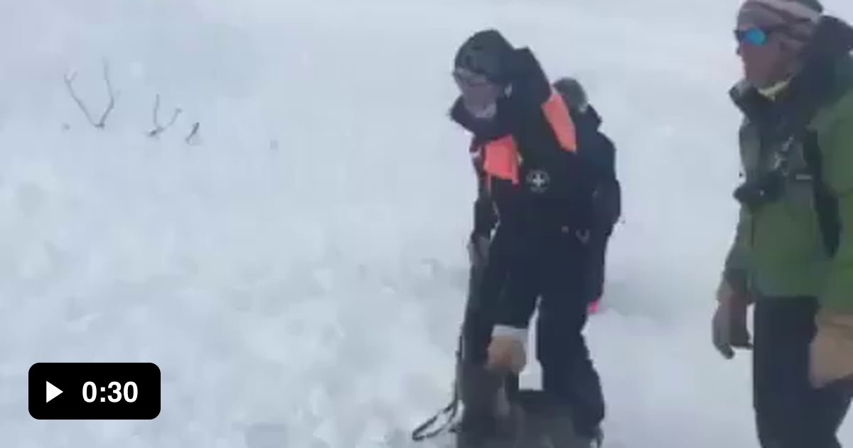 Puppy avalanche training - 9GAG