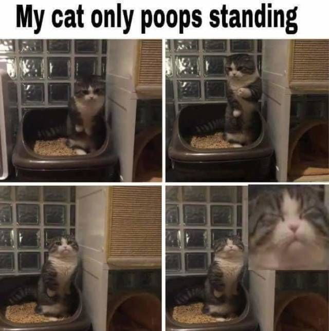 Not my cat - 9GAG