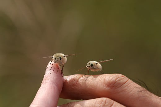 Cutiefly in real life. The bee fly - 9GAG