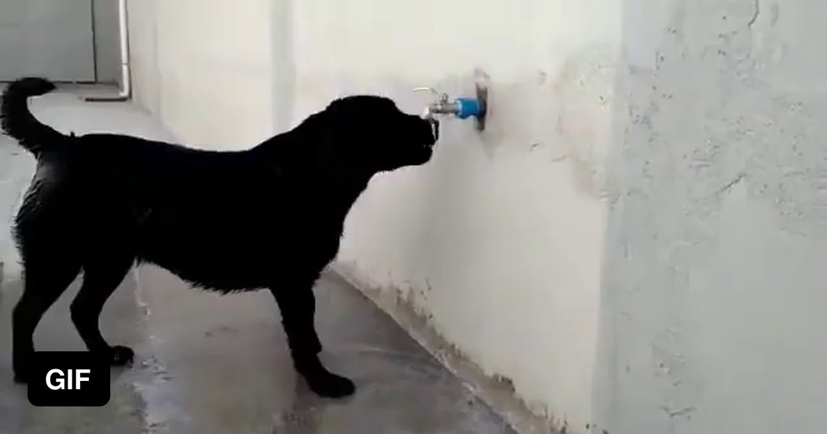 Doggo self shower - 9GAG