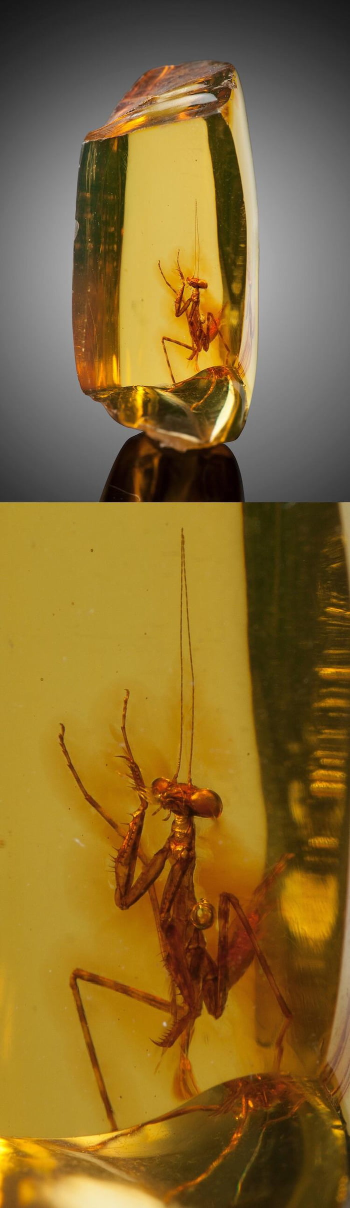 30 Million-Year-Old Praying Mantis Is Preserved in Pristine Piece of ...