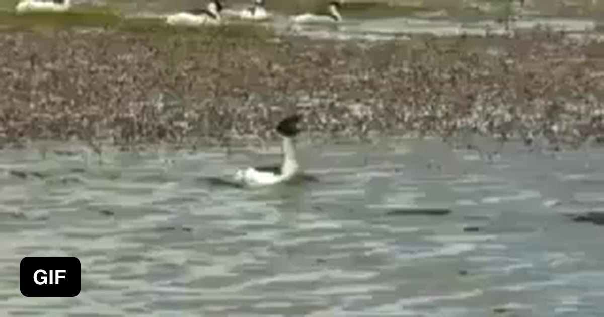 The Hooded Grebe (Podiceps gallardoi) performs an elaborate dance with ...