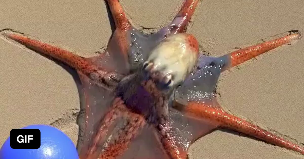 3D-effects rendering of an octopus playing with a ball. - 9GAG