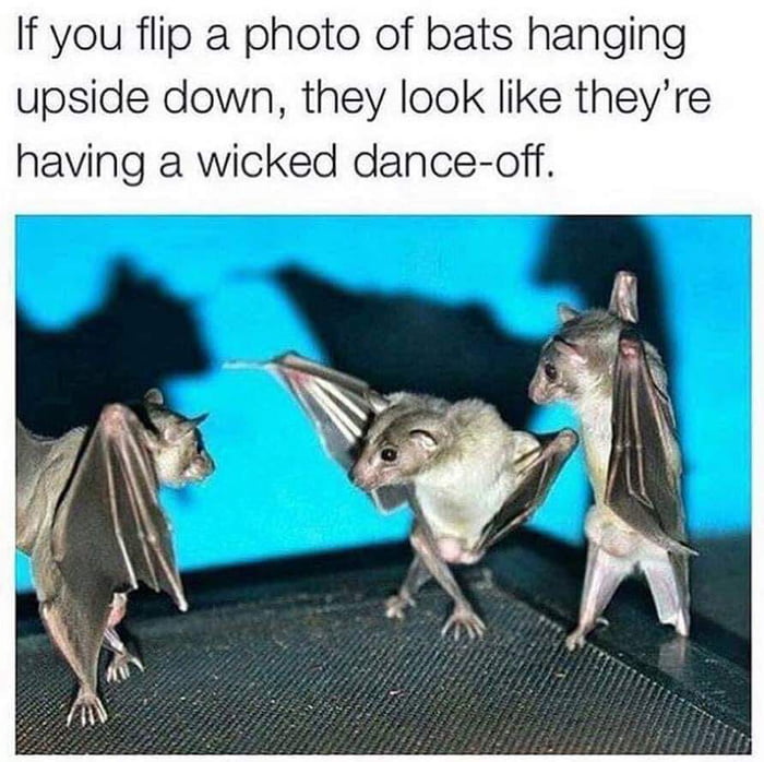 Disco Bats. - 9GAG