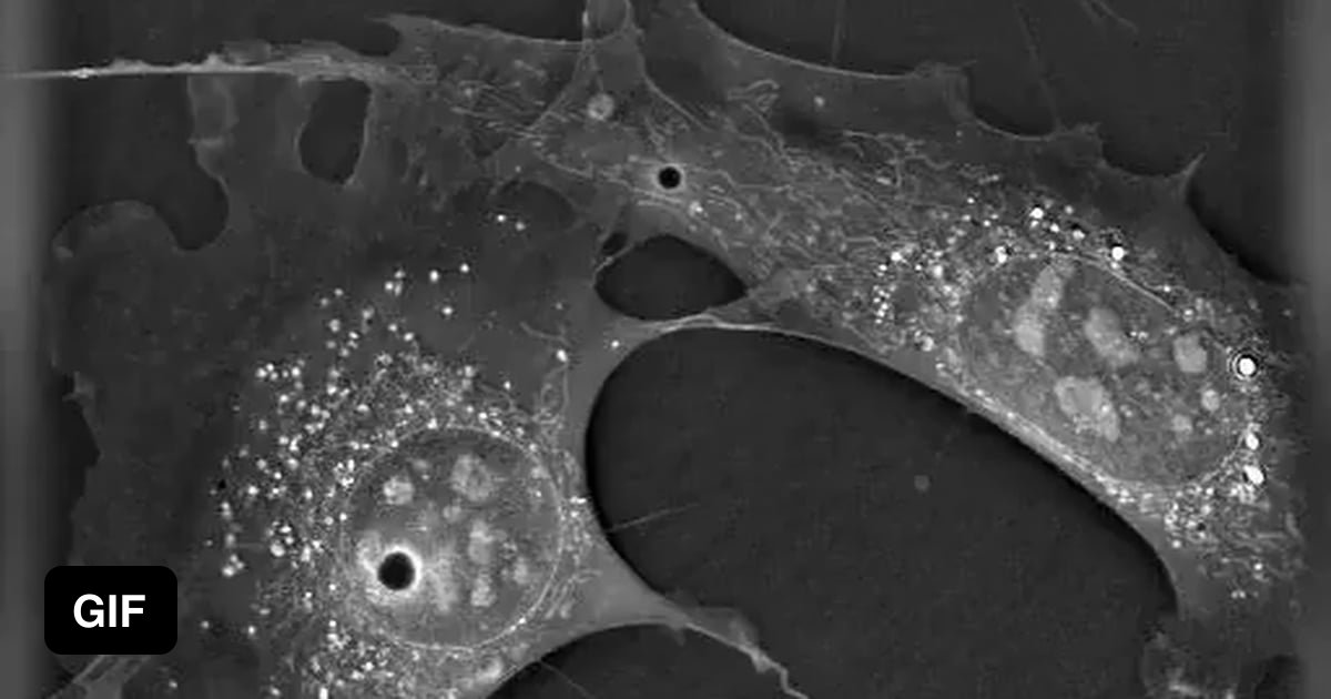 This technology is unreal. This is a video of living cells in real time ...