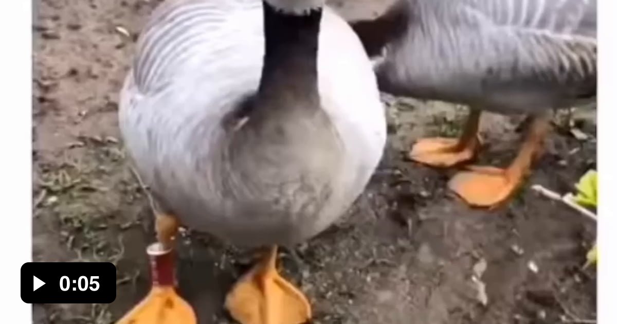 Happy Feet 9gag