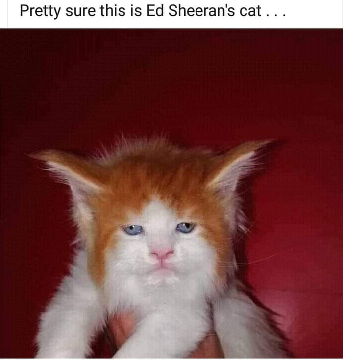If Ed Sheeran had a cat - 9GAG