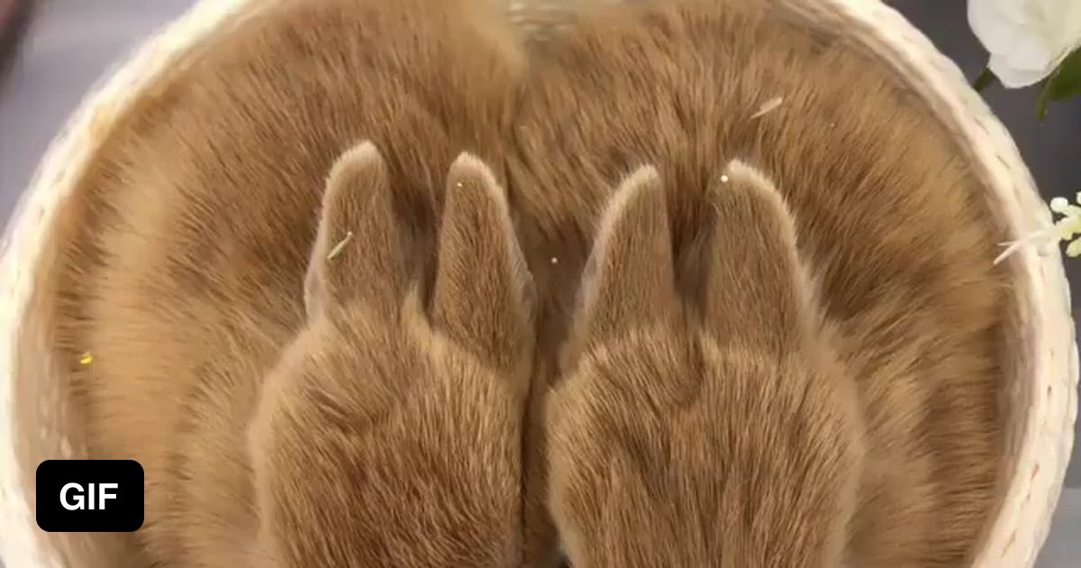 A bowl of bunnies - 9GAG