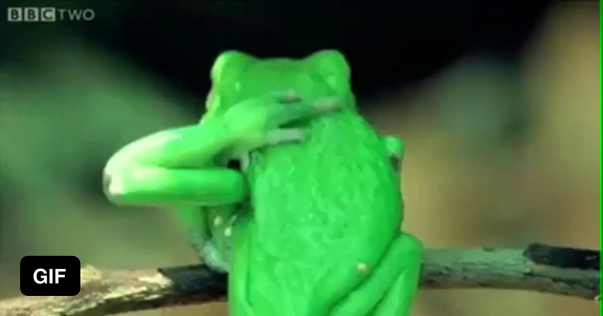Tree frogs have extremely flexible legs. - 9GAG