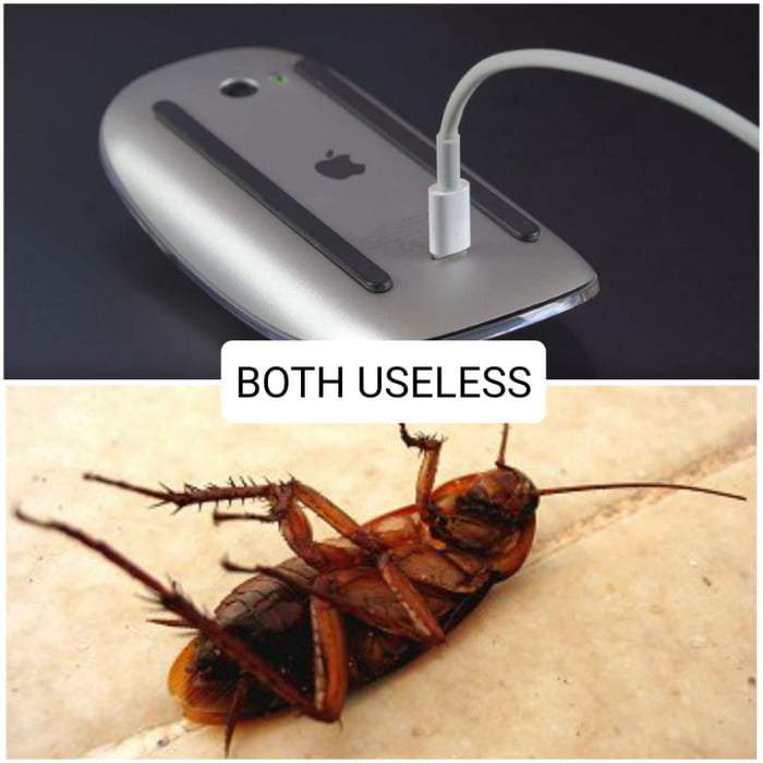 Useless cockroach - 9GAG