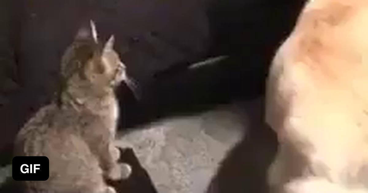 Tail slap - 9GAG