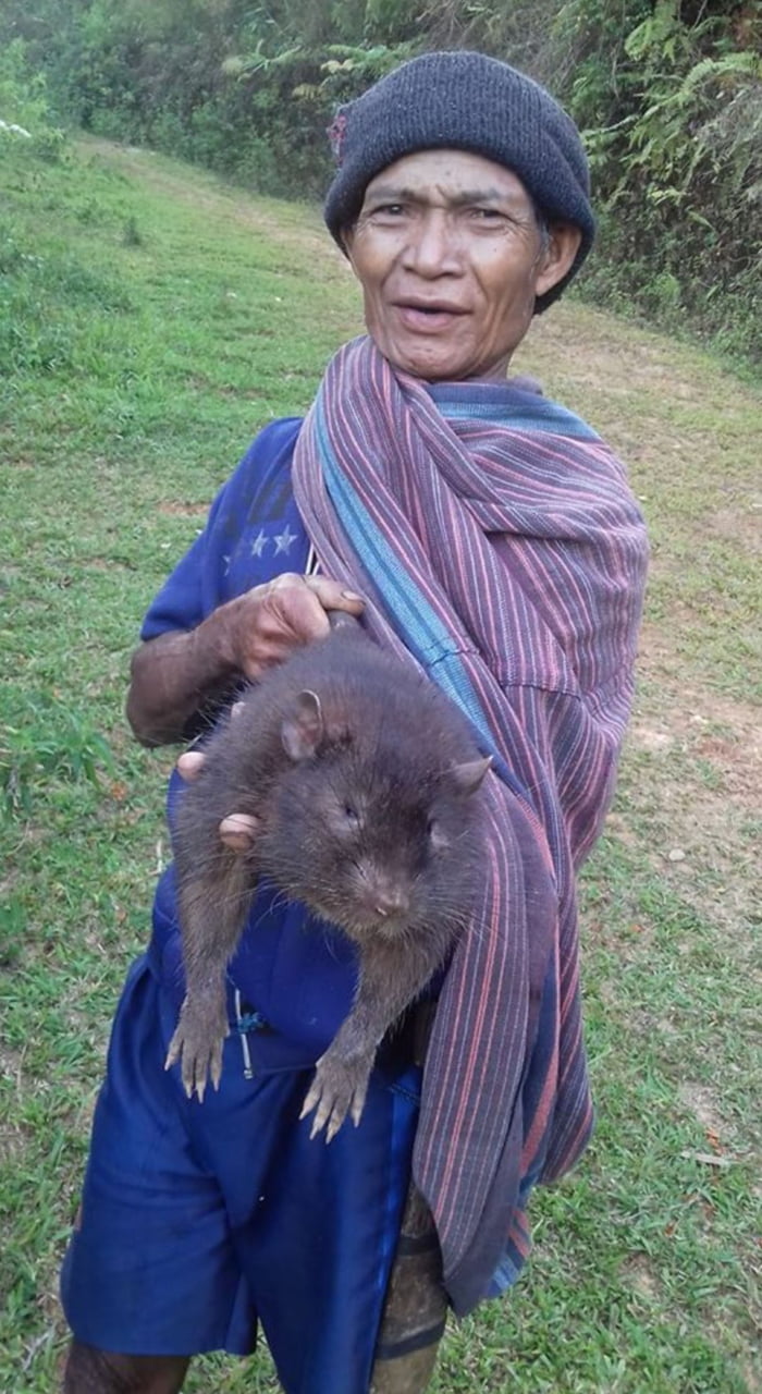 Flores giant rat. 75 cm long, 20kg. - 9GAG