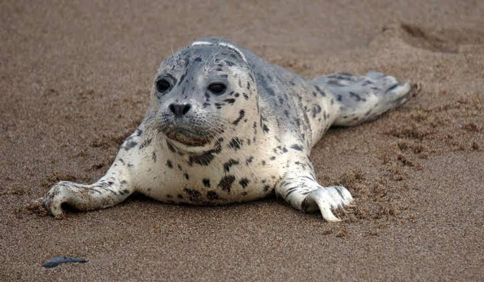 This cute little sea doggo just chillin on the beach. - 9GAG