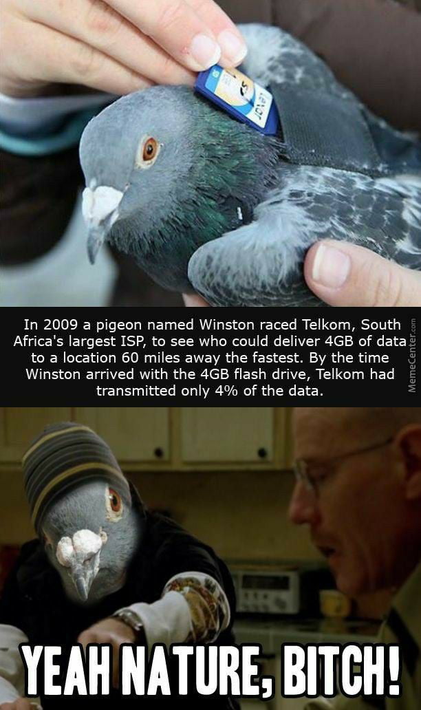 "Pigeons" - 9GAG