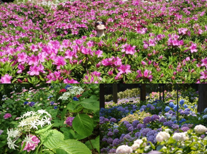 It's azalea and hydrangea season! - 9GAG