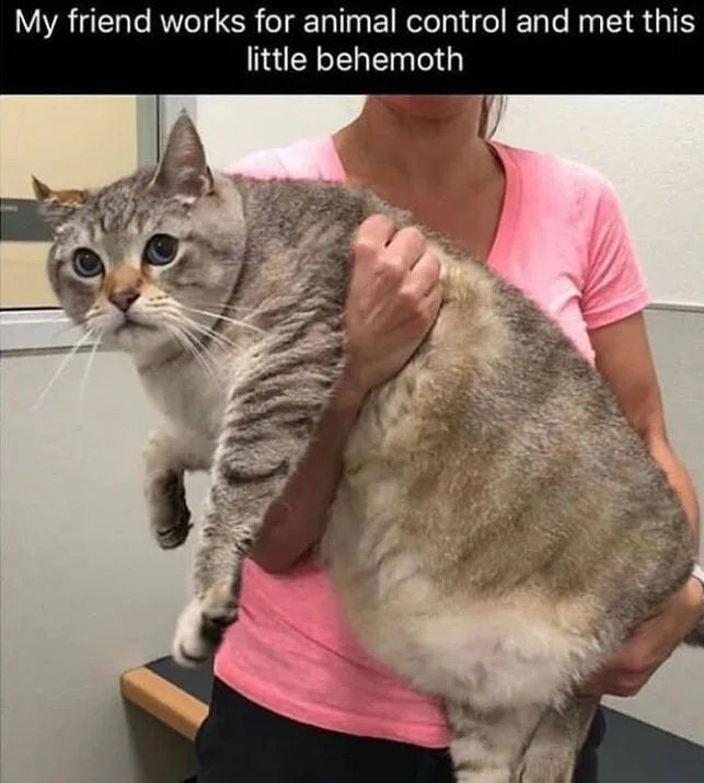 What a chonker! - 9GAG