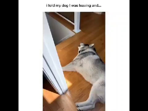 Sad doggo - 9GAG