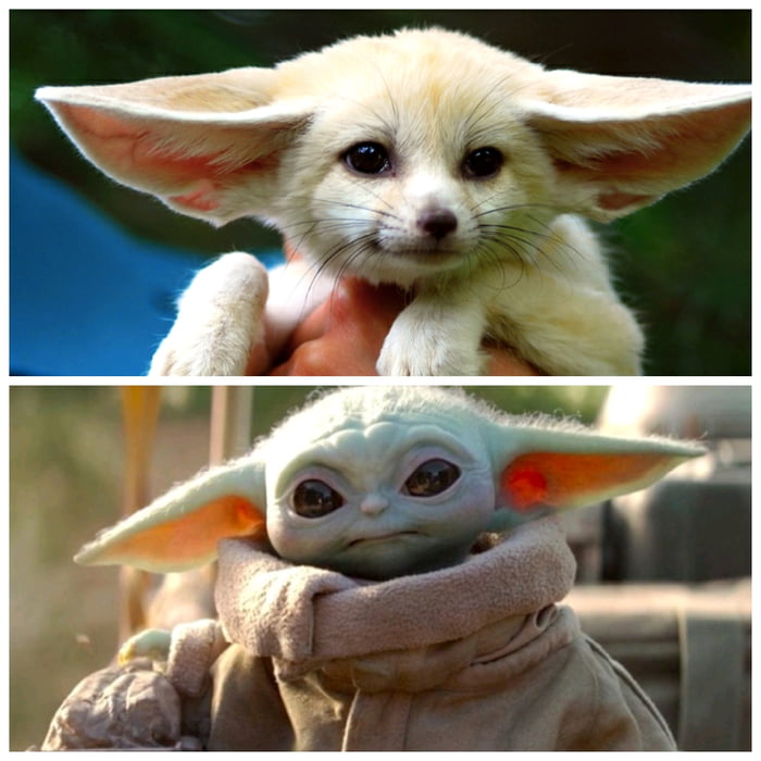 Fennec Foxes Look Like Baby Yoda 9gag