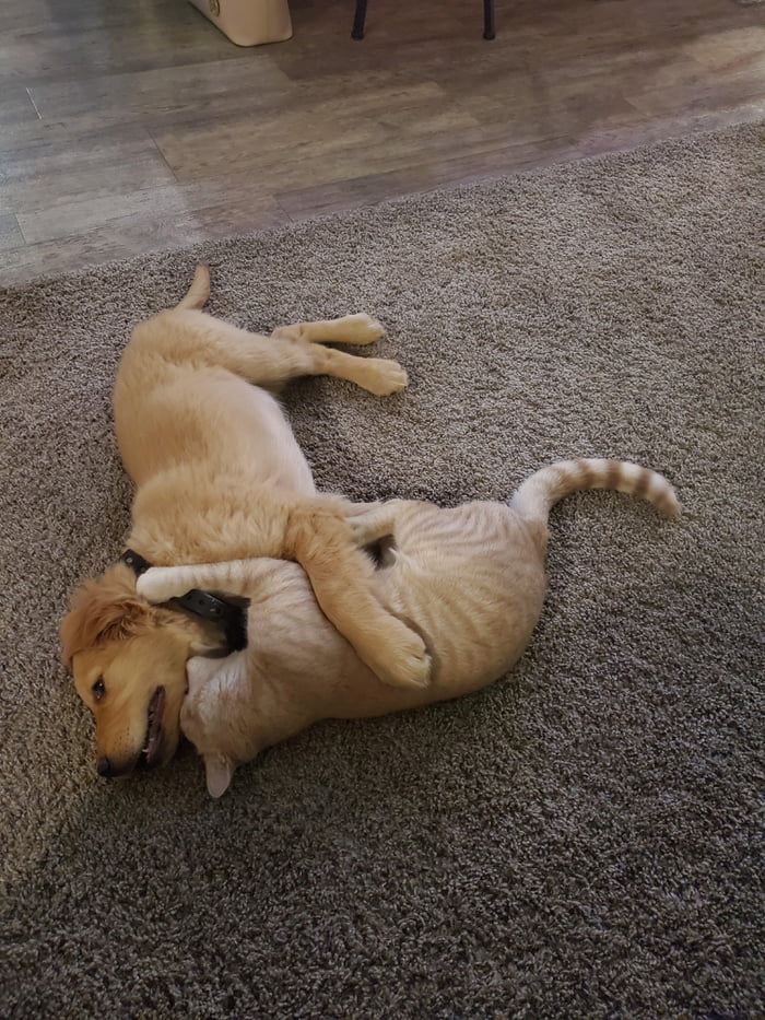 Cuddle puddle - 9GAG