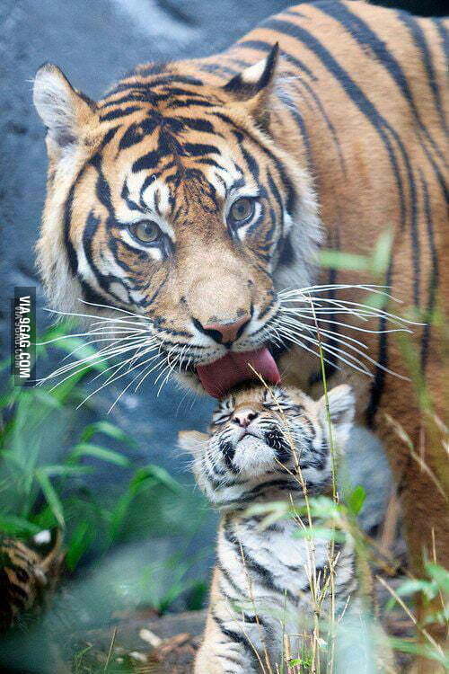 Aren't tigers just beautiful? - 9GAG
