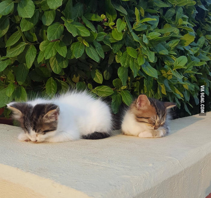 A pair of kittens napping in the evening sun. - 9GAG