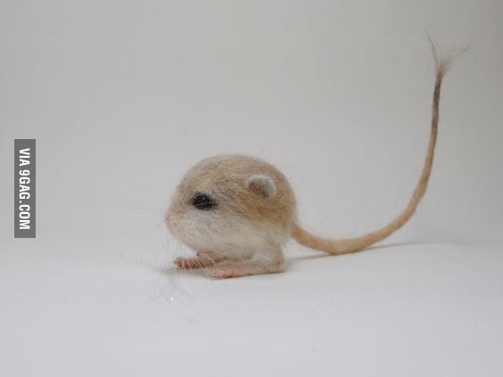 World's smallest snd cutest Rodent: Baluchistan Pygmy Jerboa - 9GAG